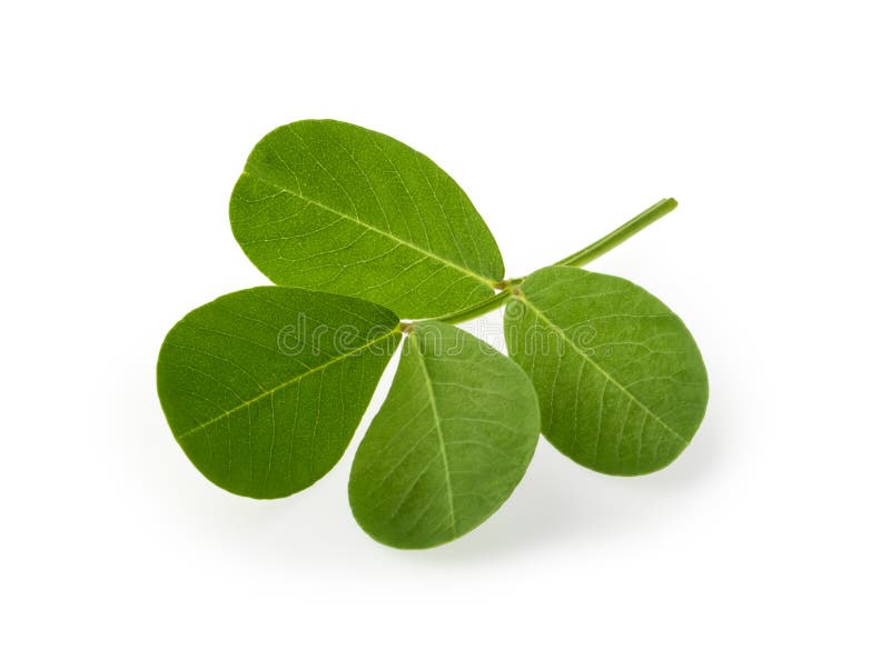 Peanut Leaf Isolated White Background with Clipping Path Stock Photo ...