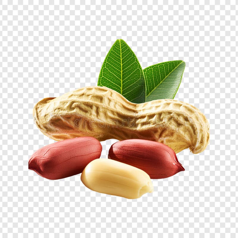 Fresh Peanut with Leaf on Transparent Background Stock Image ...