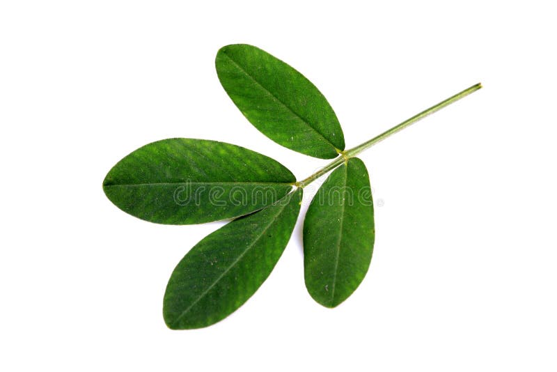 Peanut leaves stock image. Image of studio, green, concept - 17656677