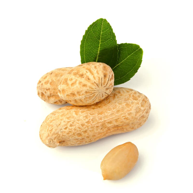 Peanut with leaves stock photo. Image of vertical, shell - 133998688
