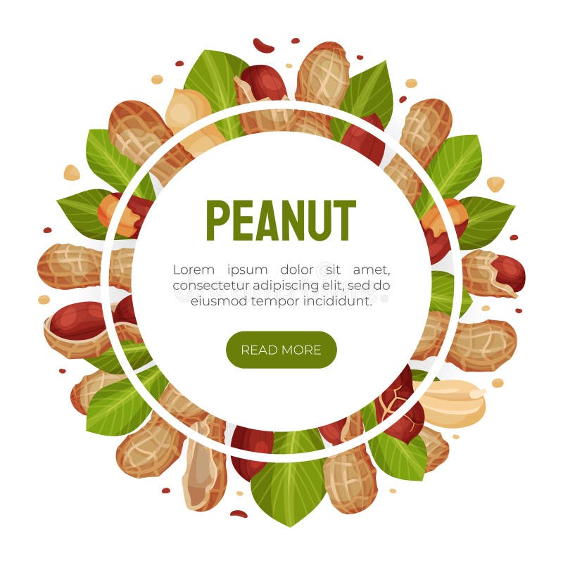 Peanut Natural Label Design with Kernel Shell Vector Template Stock ...