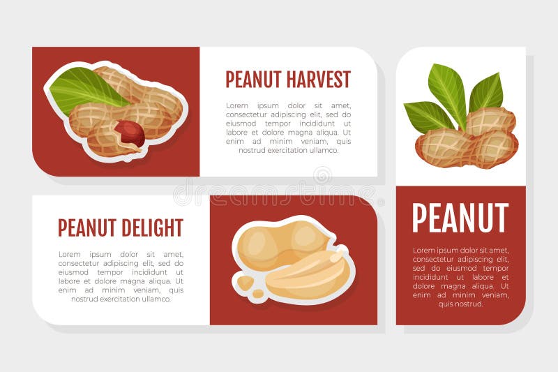 Peanut Natural Label Design with Kernel Shell Vector Template Stock ...