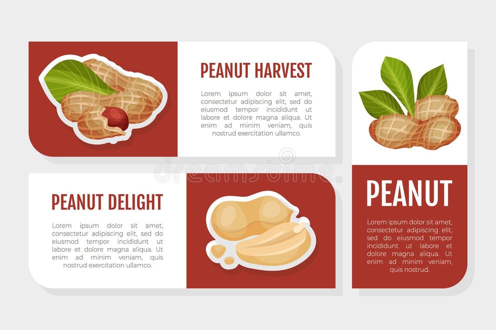 Peanut Natural Label Design with Kernel Shell Vector Template Stock ...