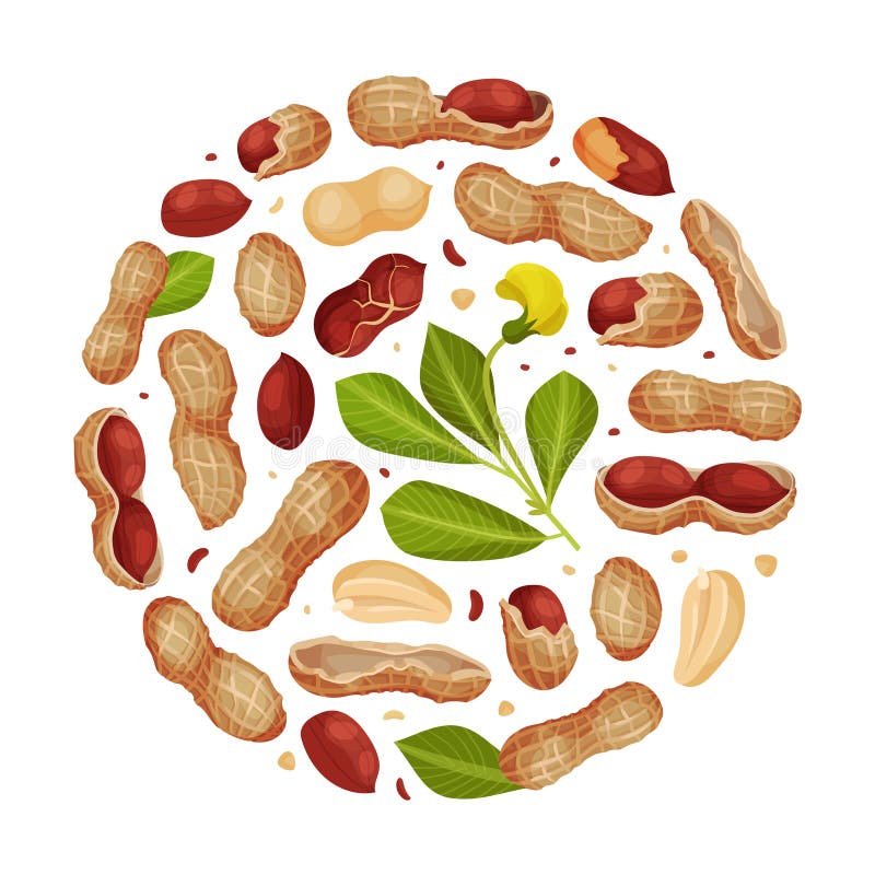 Peanut Natural Round Composition Design with Kernel Shell Vector ...