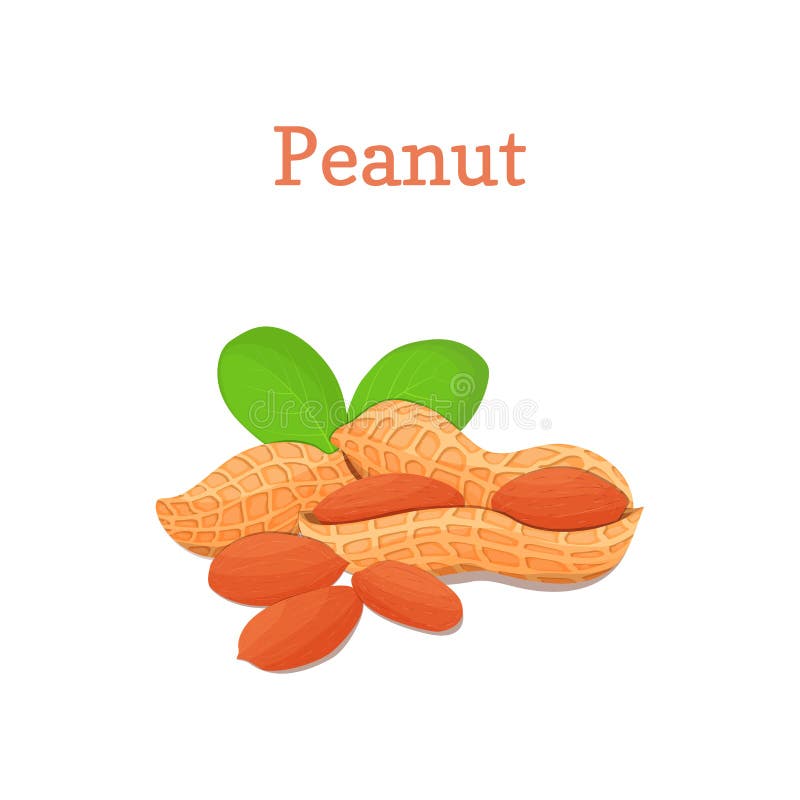 Peanut Nuts with Leaves. Vector Illustration of a Handful Groundnut on ...