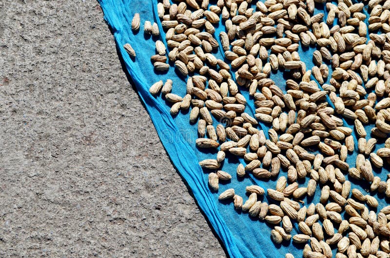 Peanut Nuts in Shell on Blue Net with Concrete Road in Background Stock ...