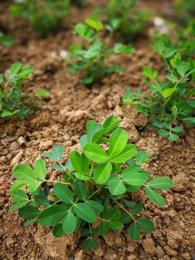 Peanut plant stock photo. Image of ground, plants, seedling - 93822554