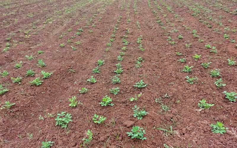 Peanut plant stock image. Image of farm, leaf, plant - 236540265