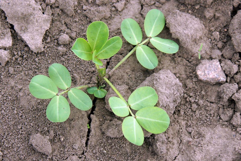 Peanut plant in the spring stock photo. Image of tree - 182675852