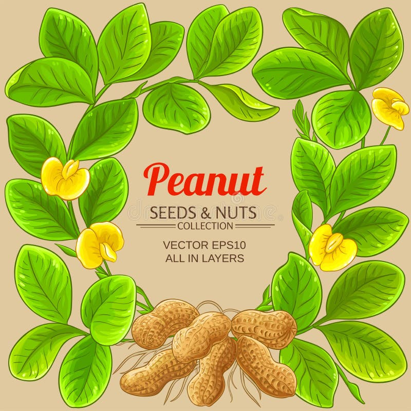 Peanut Frame Stock Illustrations – 656 Peanut Frame Stock Illustrations ...
