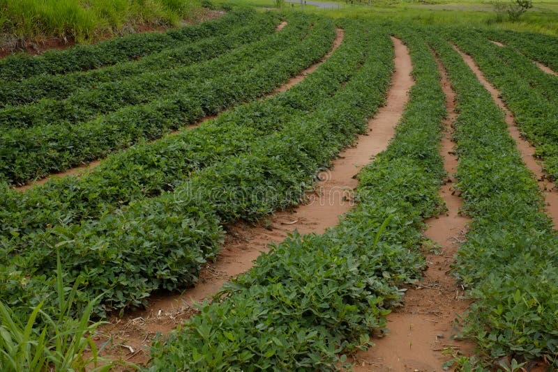 Peanut plantation field stock image. Image of roots, plantation - 95756287