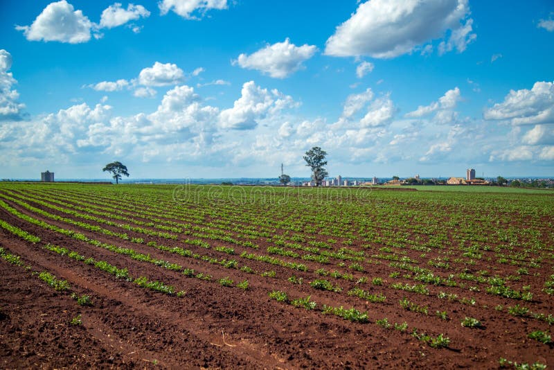 Peanut field plantation stock image. Image of harvesting - 95756611