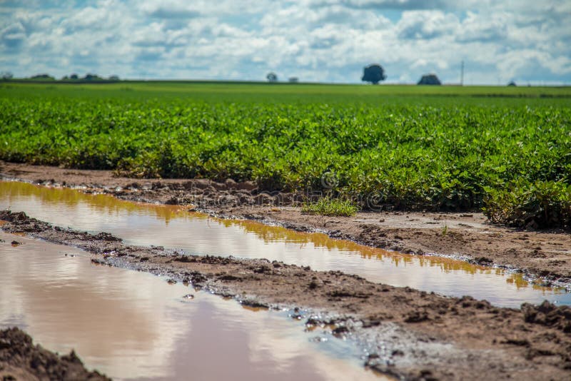 Peanut plantation field stock photo. Image of farmer - 95756106