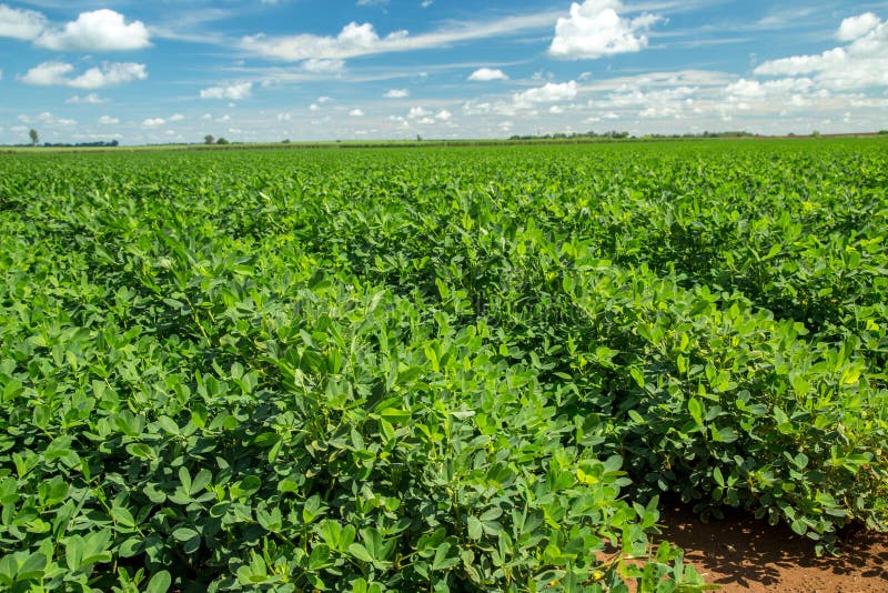Peanut Plantation Field Plant Stock Image - Image of background ...