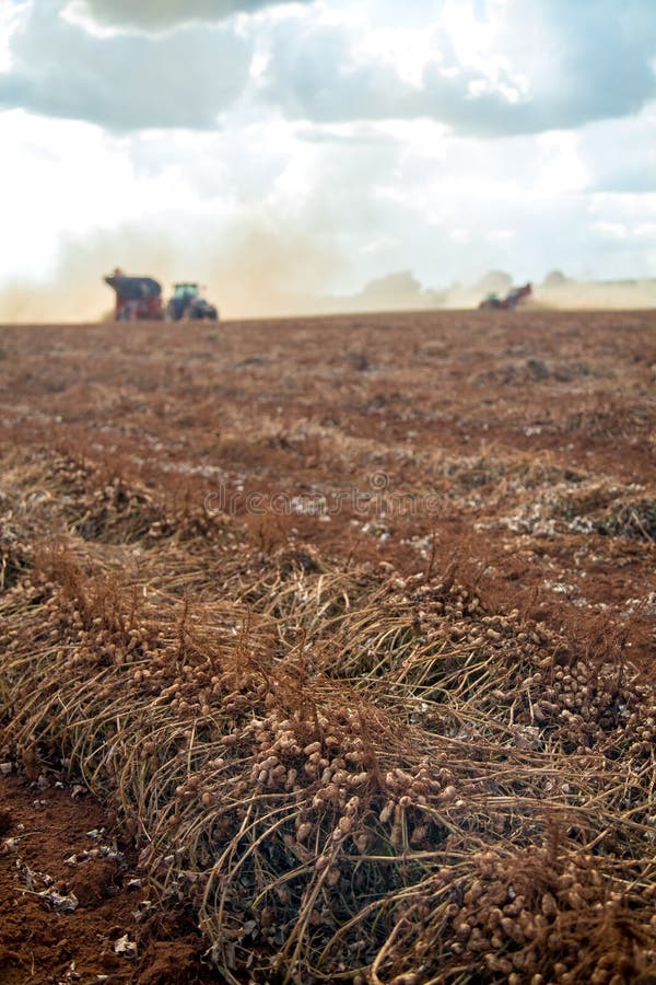 Peanut Plantation Field Plant Stock Photo - Image of farming ...