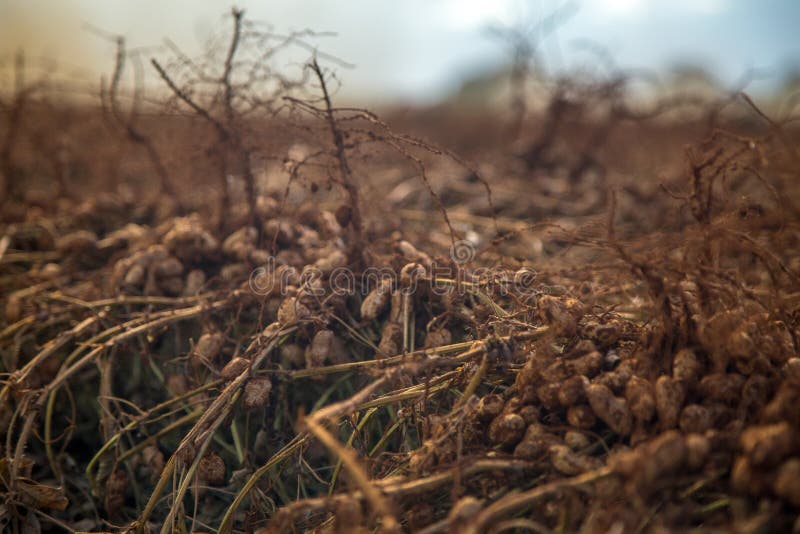 Peanut plantation field stock photo. Image of ground - 95756160