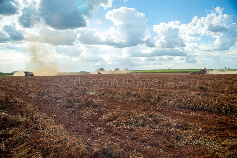 Peanut plantation field stock image. Image of farmer - 95756161