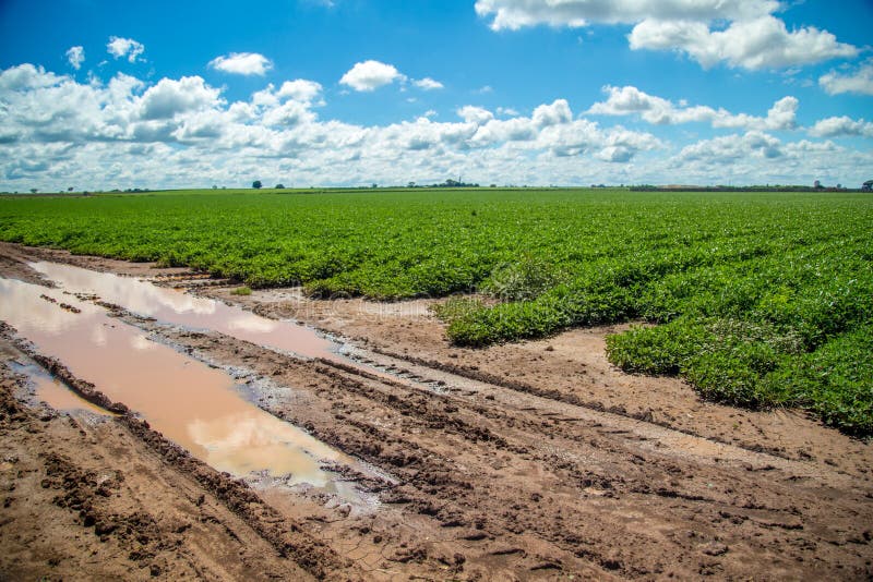 Peanut plantation field stock image. Image of horticulture - 95756233