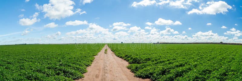 Agriculture, Peanut Field Rows Stock Image - Image of harvest, dirt: 936477