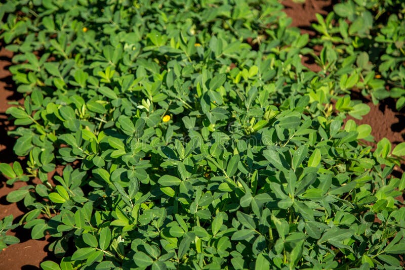 Peanut plantation field stock photo. Image of farming - 95756290
