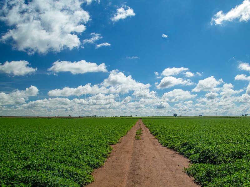 Peanut plantation field stock photo. Image of green, brazil - 95755902