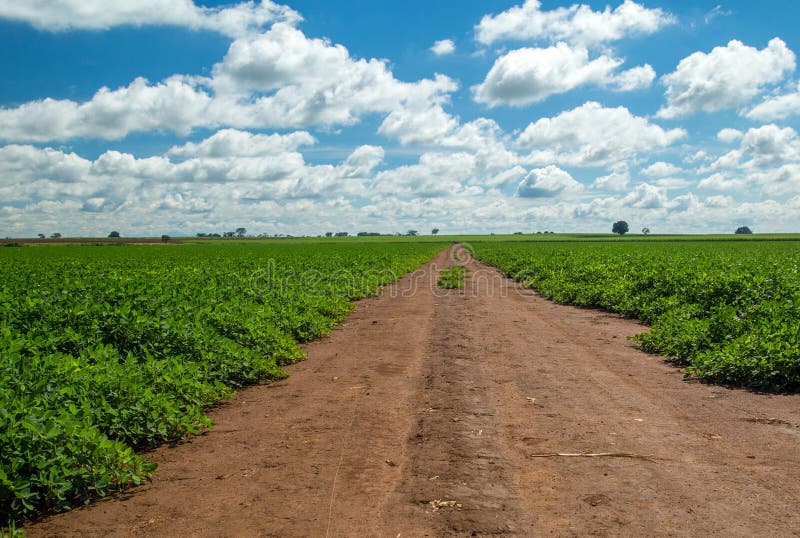 Peanut Plantation Field Plant Stock Image - Image of brazil, healthy ...