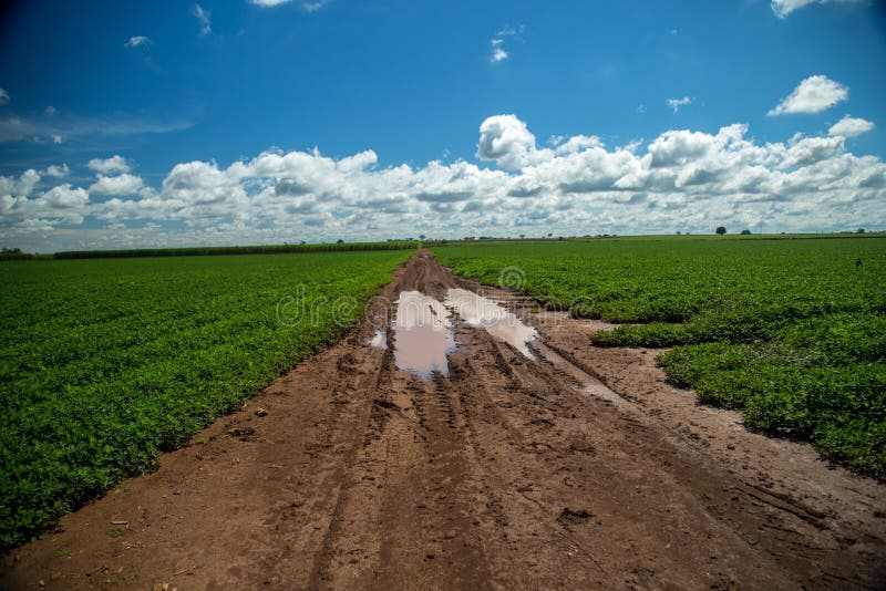 Peanut plantation field stock photo. Image of fresh, cultivate - 95755992