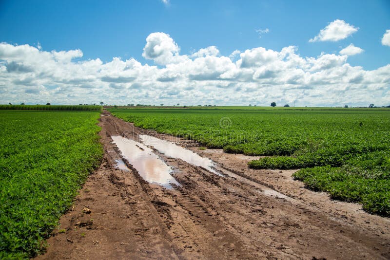 Peanut plantation field stock photo. Image of growth - 95755994
