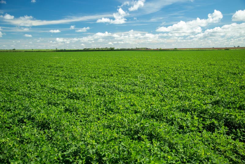 Peanut Plantation Field Plant Stock Image - Image of brazil, healthy ...