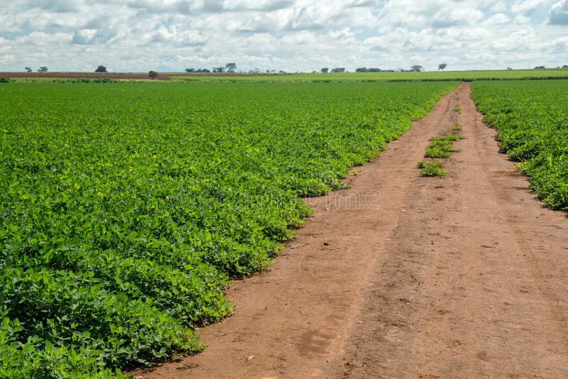 Peanut plantation field stock photo. Image of growth - 95756014
