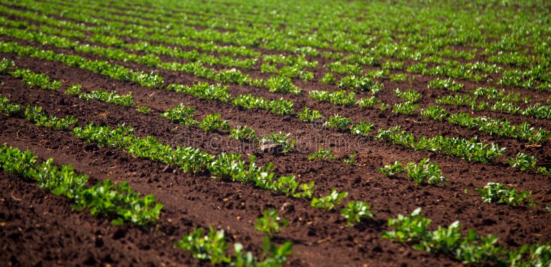 Peanut Plantation Field Plant Stock Photo - Image of growth, crop: 95617790