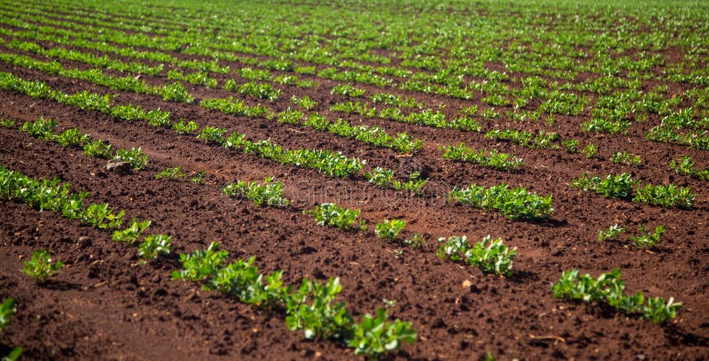 Peanut Plantation Field Plant Stock Image - Image of healthy, farm ...