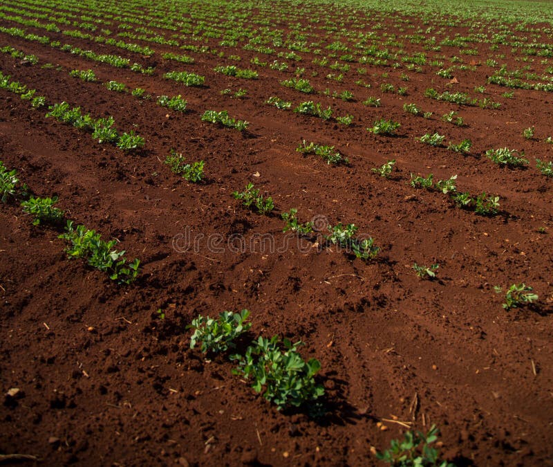 Peanut Plantation Field Plant Stock Photo - Image of organic, grow ...