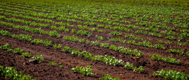 Peanut Plantation Field Plant Stock Photo - Image of farming ...