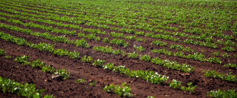 Peanut Plantation Field Plant Stock Photo - Image of grain, harvest ...