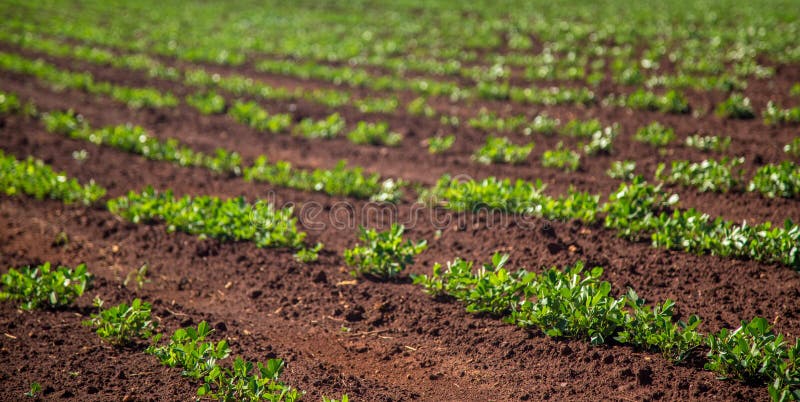Peanut Plantation Field Plant Stock Image - Image of growth, growing ...
