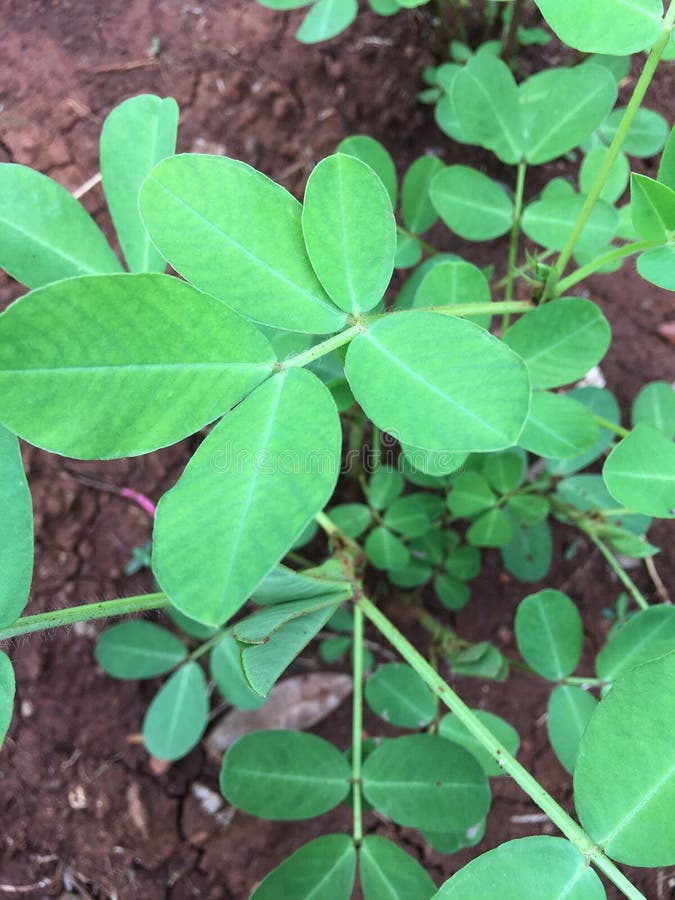 Peanut plants stock photo. Image of season, peanut, peanuts - 269912212