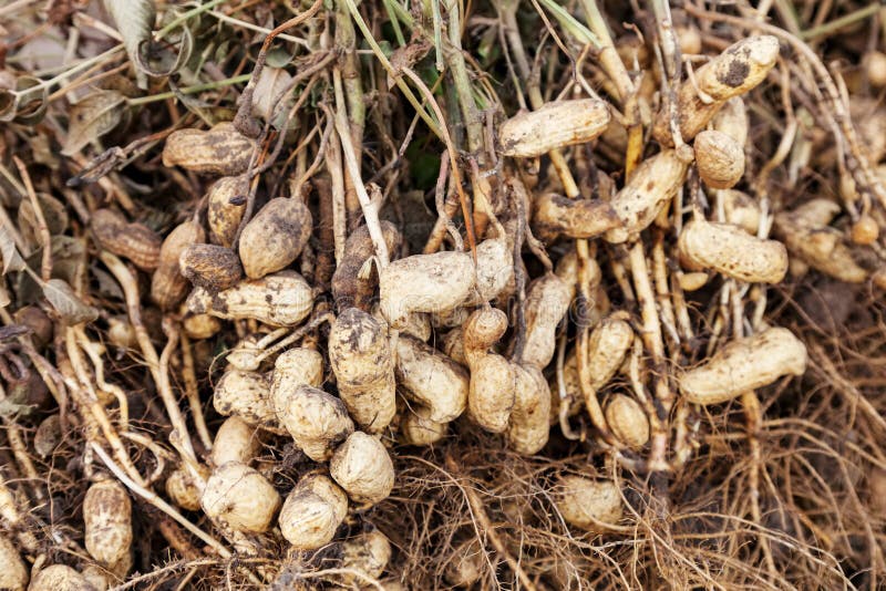 Peanut Plants with Roots Closeup Stock Image - Image of rural, organic ...