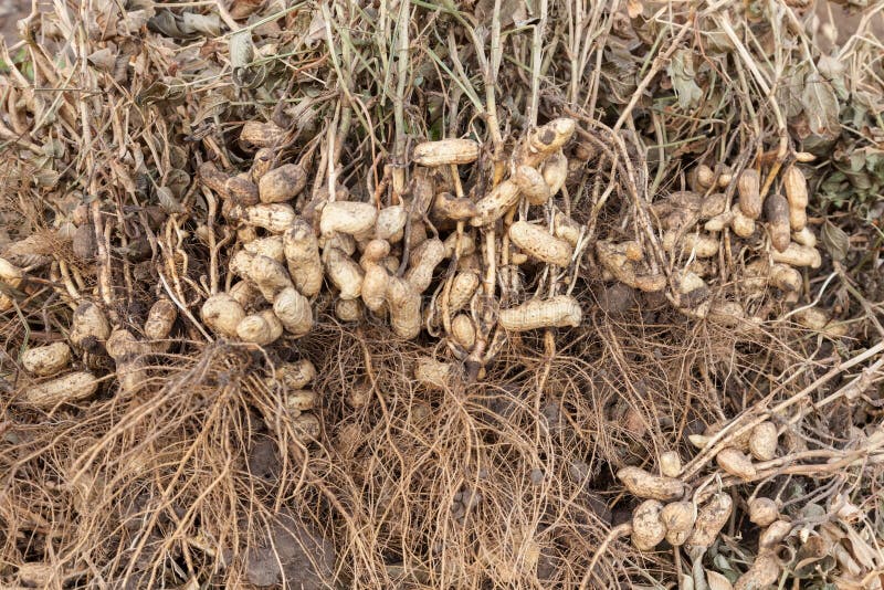 Peanut Plants with Roots Closeup Stock Photo - Image of bunch, fresh ...