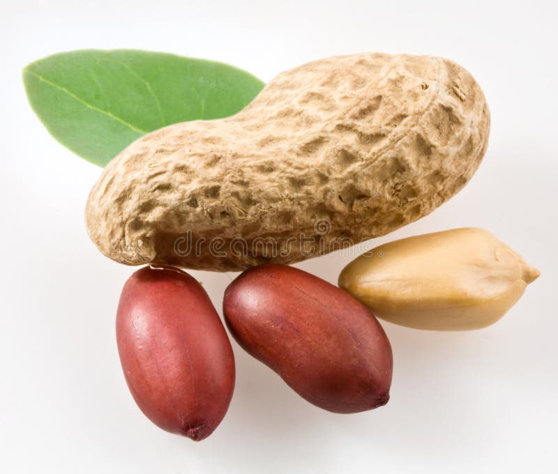 Peanut with pods stock photo. Image of food, leaflet, green - 9057990