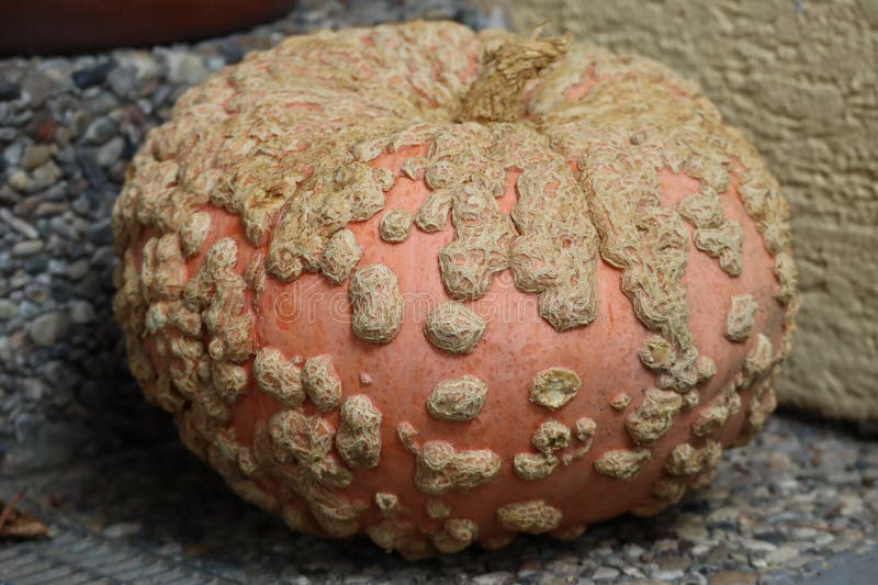 Peanut pumpkin stock photo. Image of squash, pumpkins - 335748662