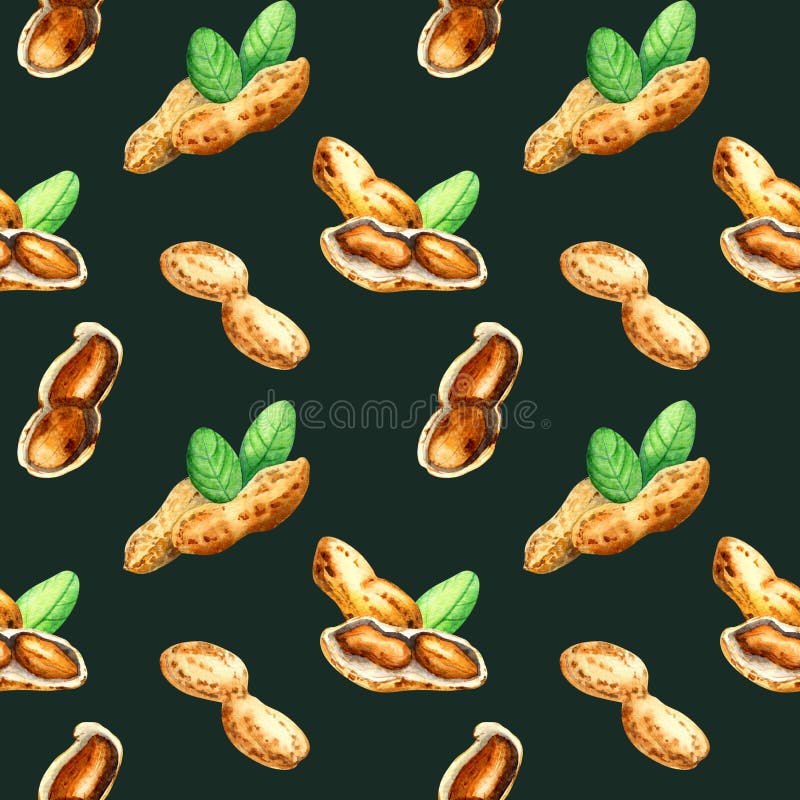 Watercolor Peanut Set Isolated on White Background Stock Illustration ...