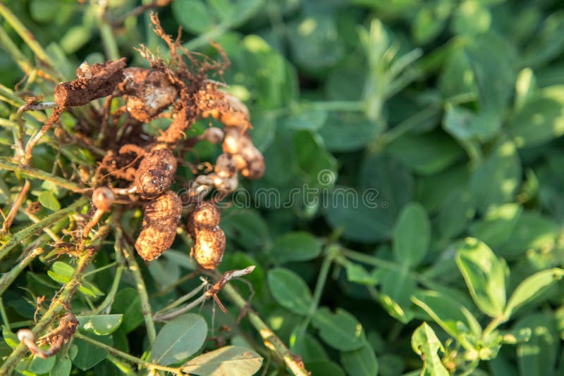 Peanut seed plant natural stock photo. Image of roots - 95647564
