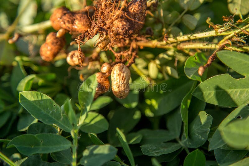 Peanut seed plant natural stock photo. Image of roots - 95647892