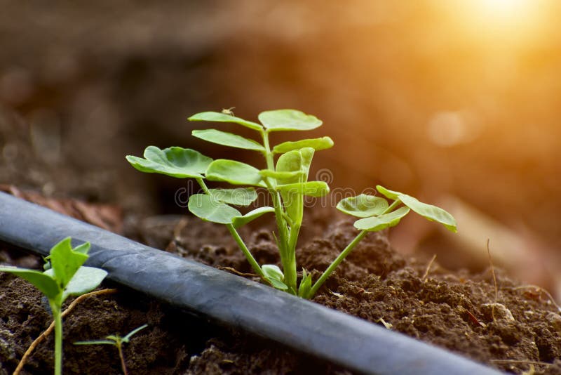 Peanut seedling stock image. Image of fresh, leaf, nature - 245810515