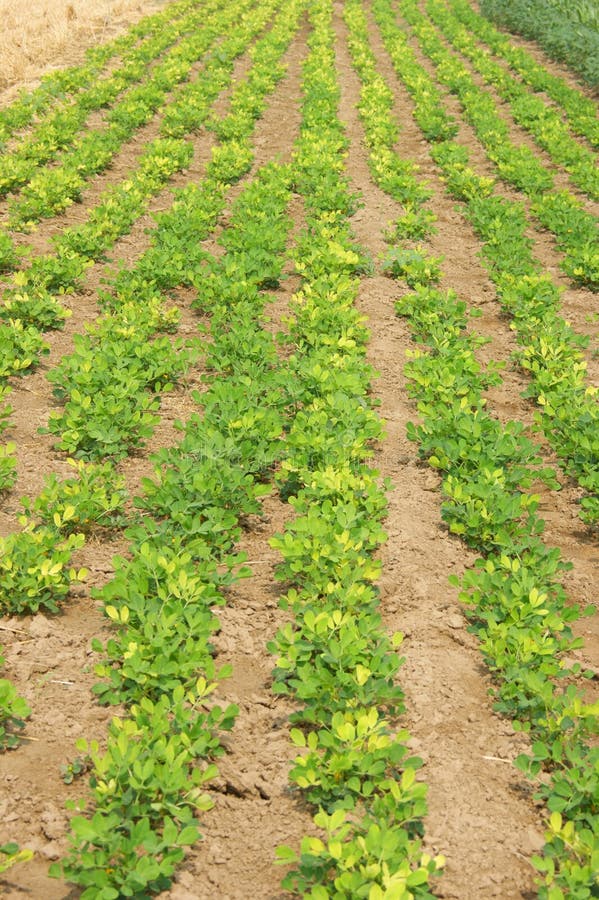 Peanut seedlings stock photo. Image of green, vine, peanuts - 20112630