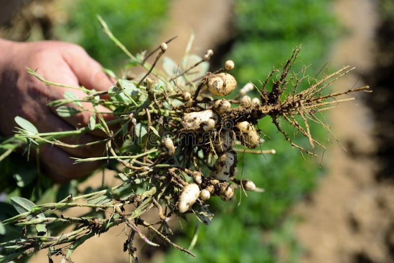 Growing peanuts stock photo. Image of plant, peanuts - 21824098