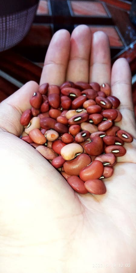 Peanut Seeds that Have Undergone the Drying Process. and this is the ...