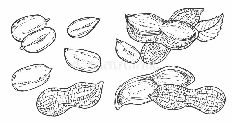 Peanut Set Isolated. Groundnuts Sketch Vector Illustration. Hand Drawn ...