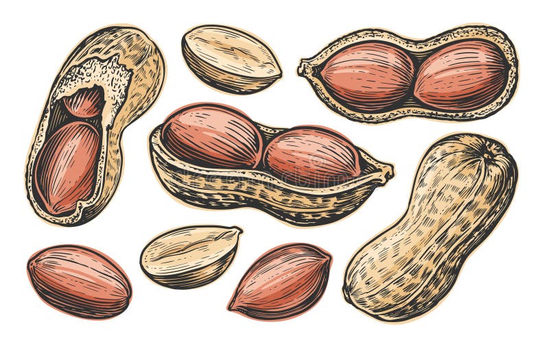 Groundnuts Vector Stock Illustrations – 36 Groundnuts Vector Stock ...